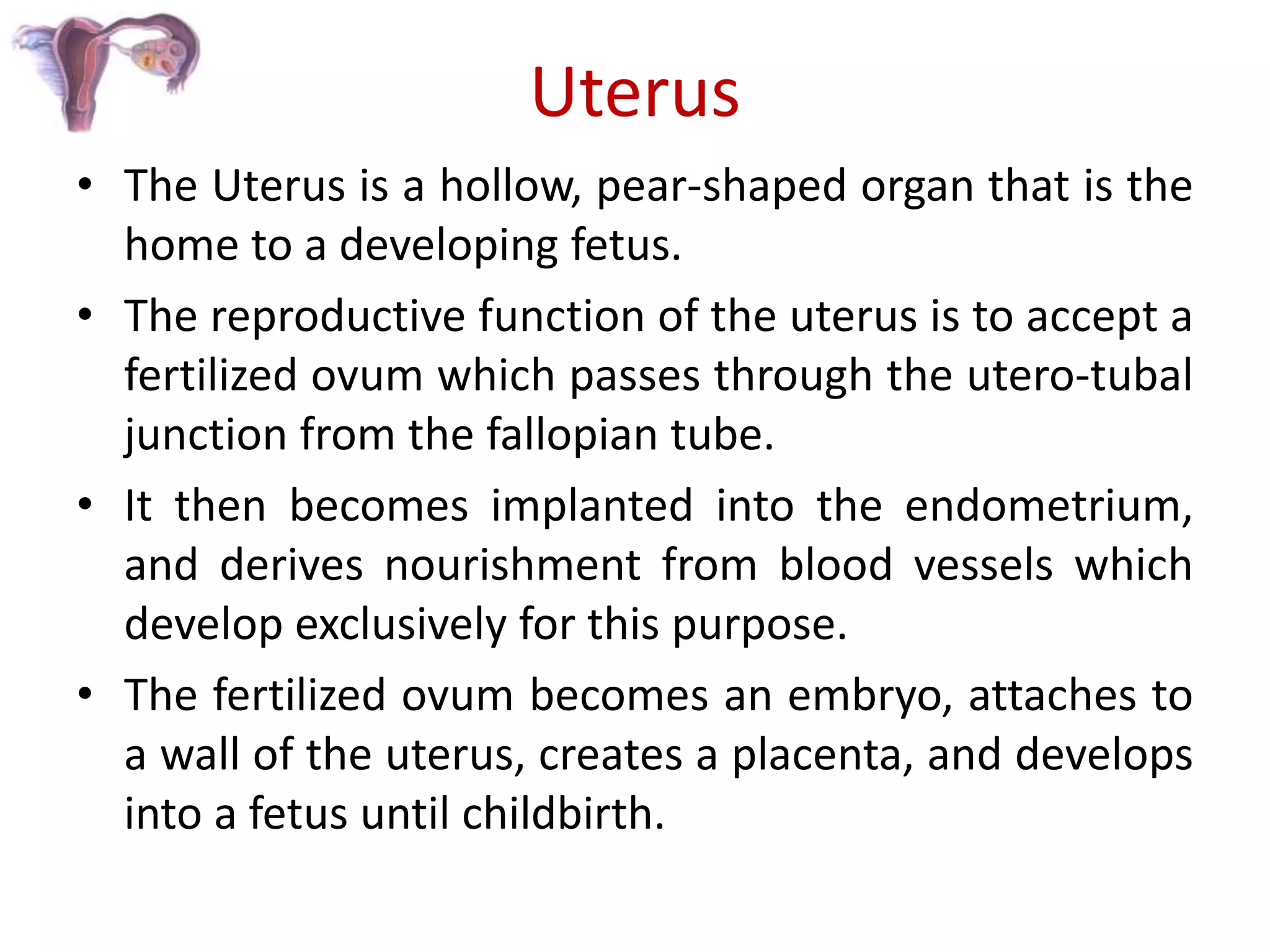 Female reproductive system | PPTX