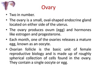 Female reproductive system | PPTX | Infertility | Reproductive Health