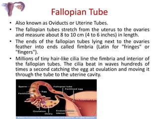 Female reproductive system | PPTX | Infertility | Reproductive Health