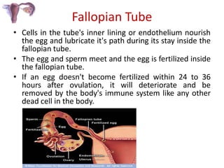 Female reproductive system | PPTX | Infertility | Reproductive Health