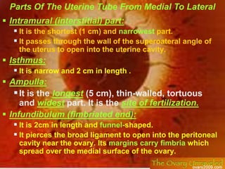 Female reproductive system | PPSX