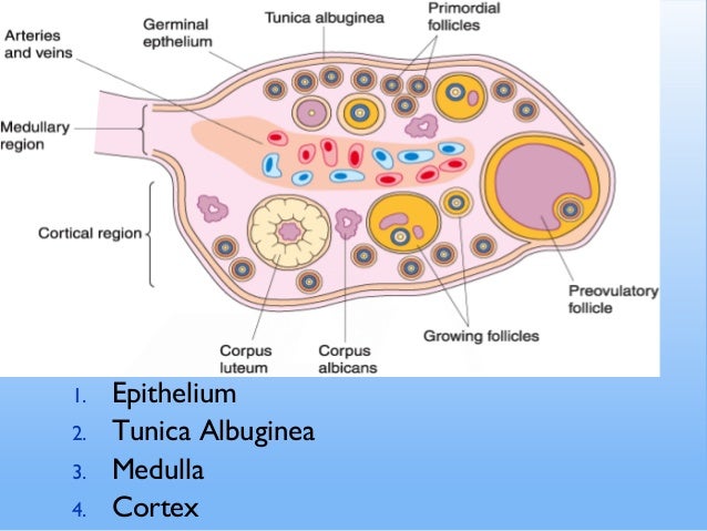Female reproductive system