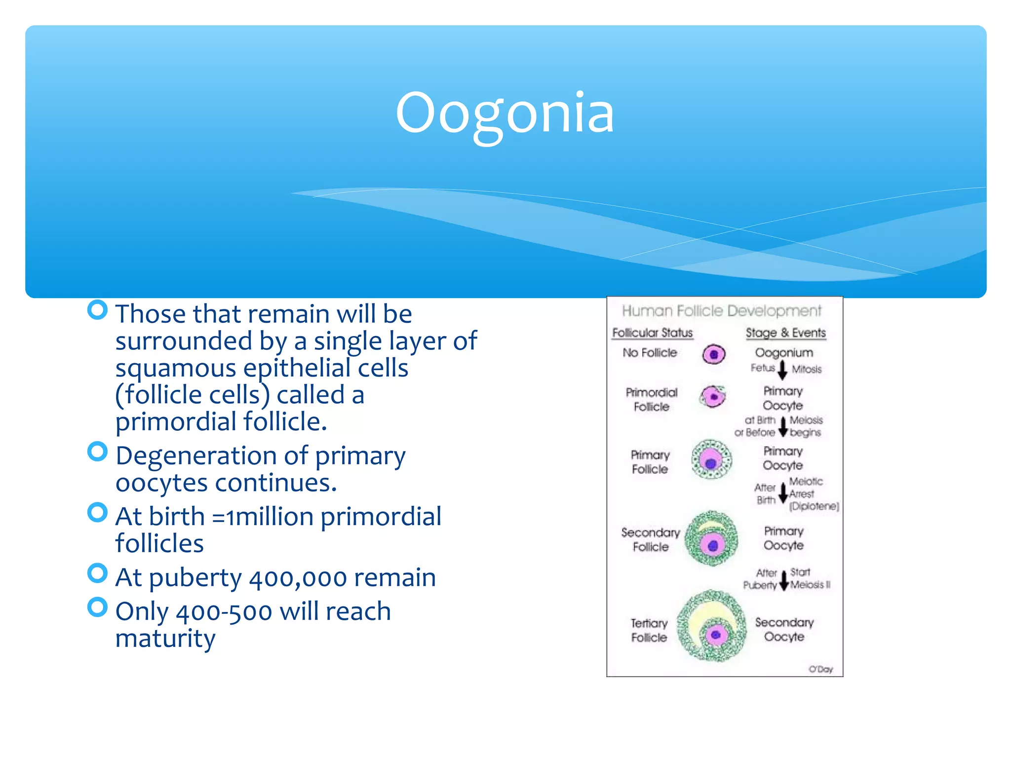 Female reproductive system | PPT