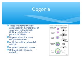 Female reproductive system | PPT