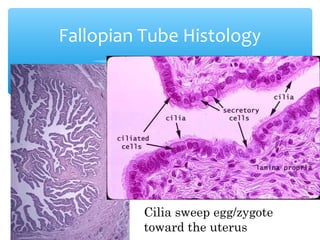 Fallopian Tube Histology