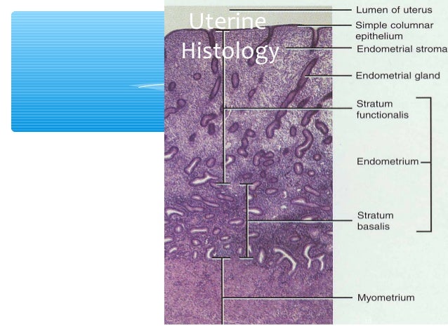 Perimetrium Of Uterus