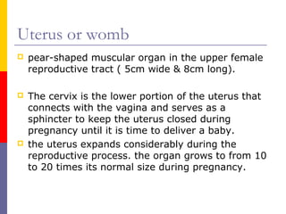 Female reproductive system | PPT