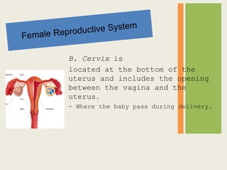 The Female reproductive system | PPTX