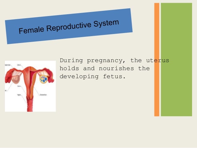 The Female reproductive system