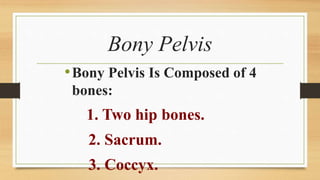 Female reproductive system | PPTX