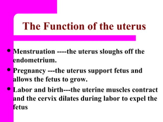 Femalereproductivesystem | PPT