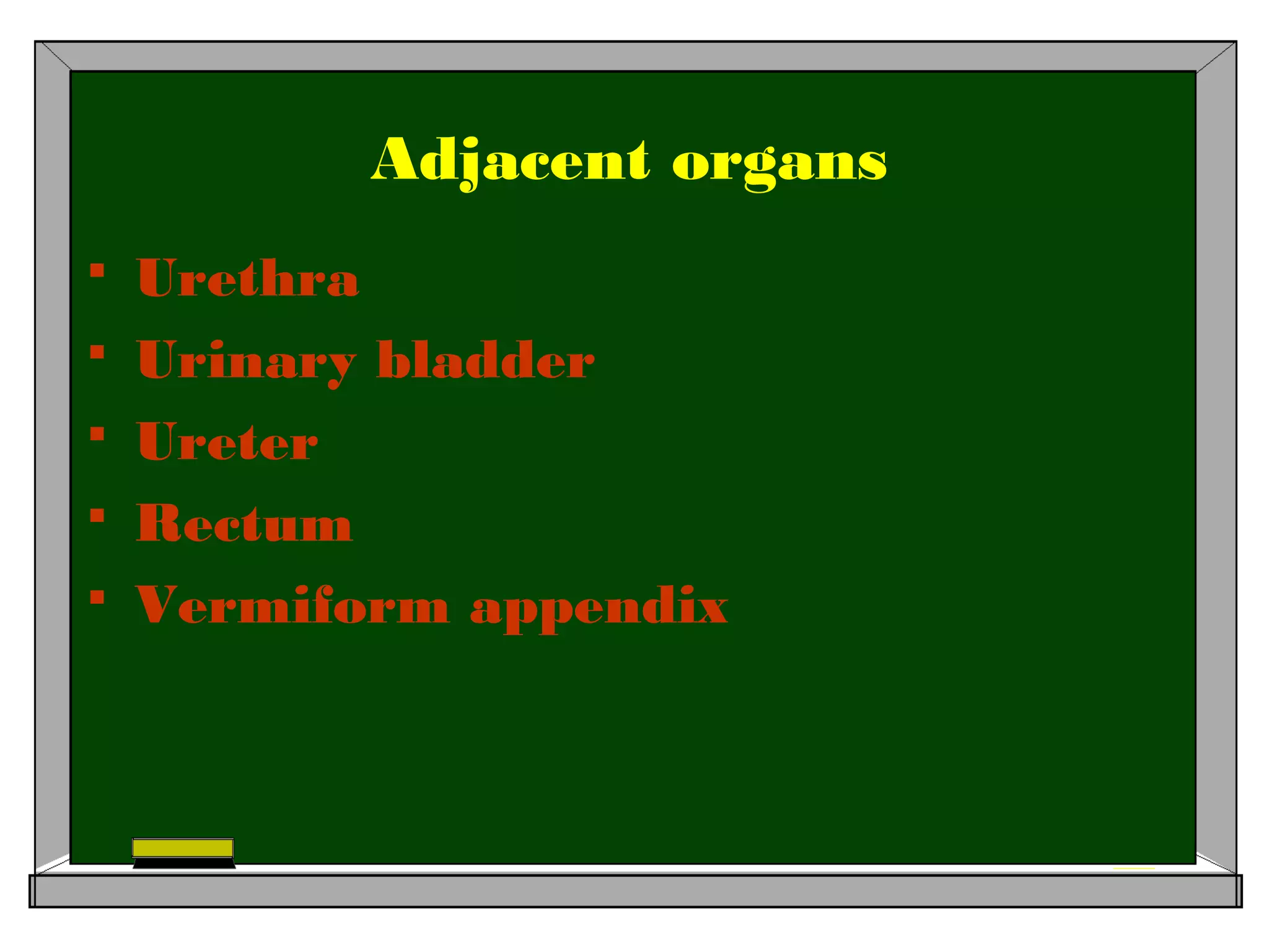 Female reproductive system | PPT | Pregnancy | Reproductive Health