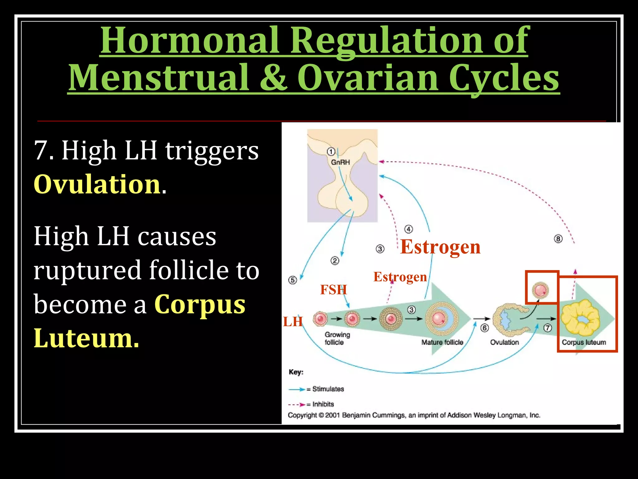 FEMALE REPRODUCTIVE HORMONES | PPT