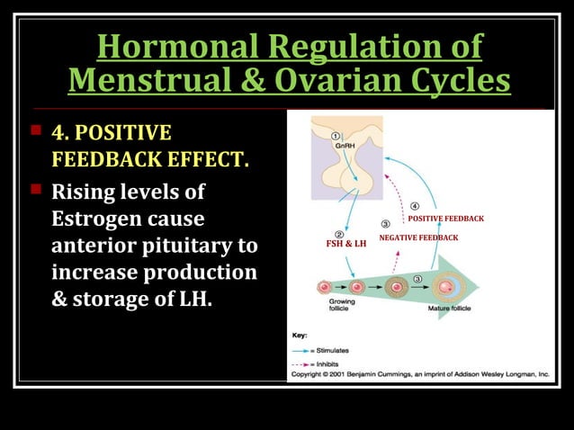 FEMALE REPRODUCTIVE HORMONES | PPT