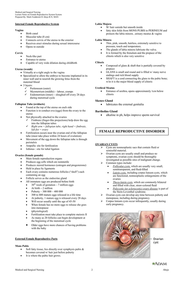 Female Reproductive System | PDF