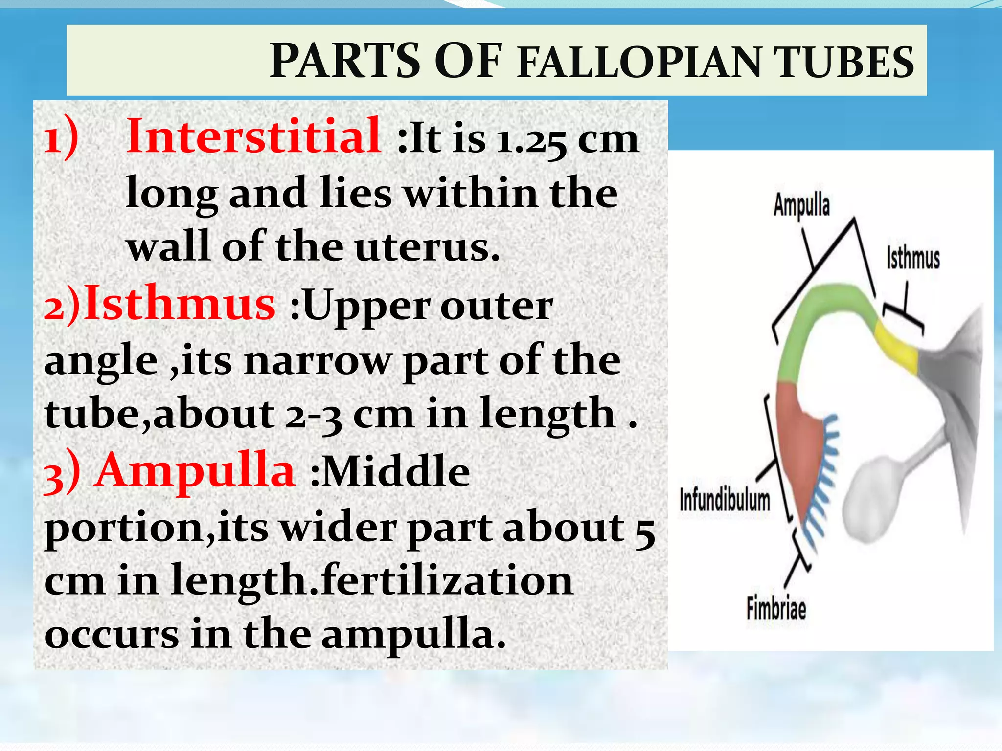 Female reproductive system | PPTX