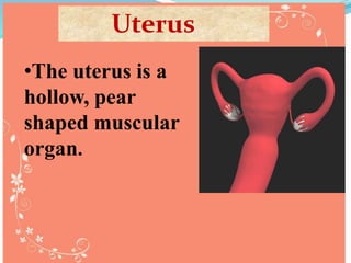 Female reproductive system | PPT