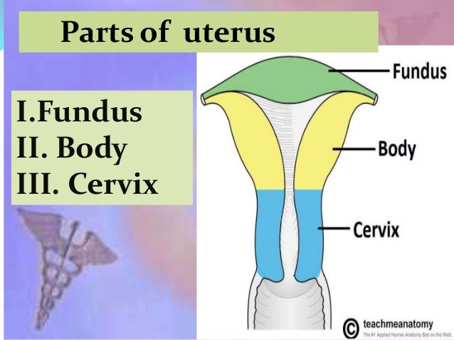 Female reproductive system