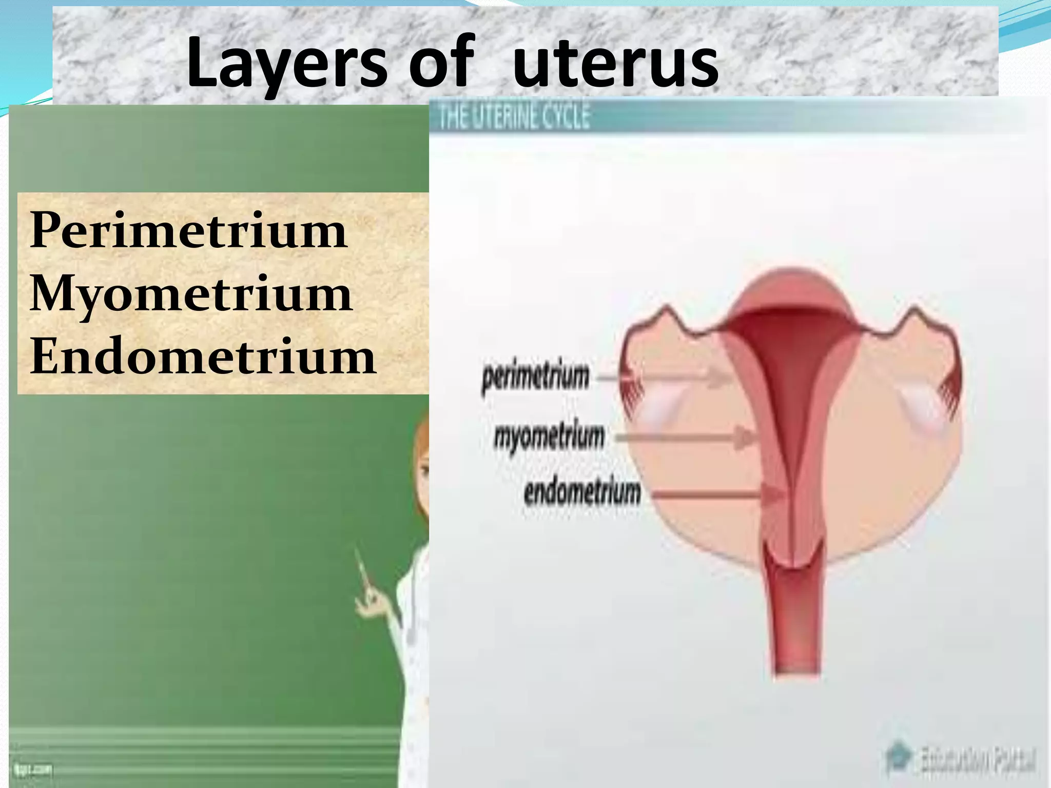 Female reproductive system | PPTX