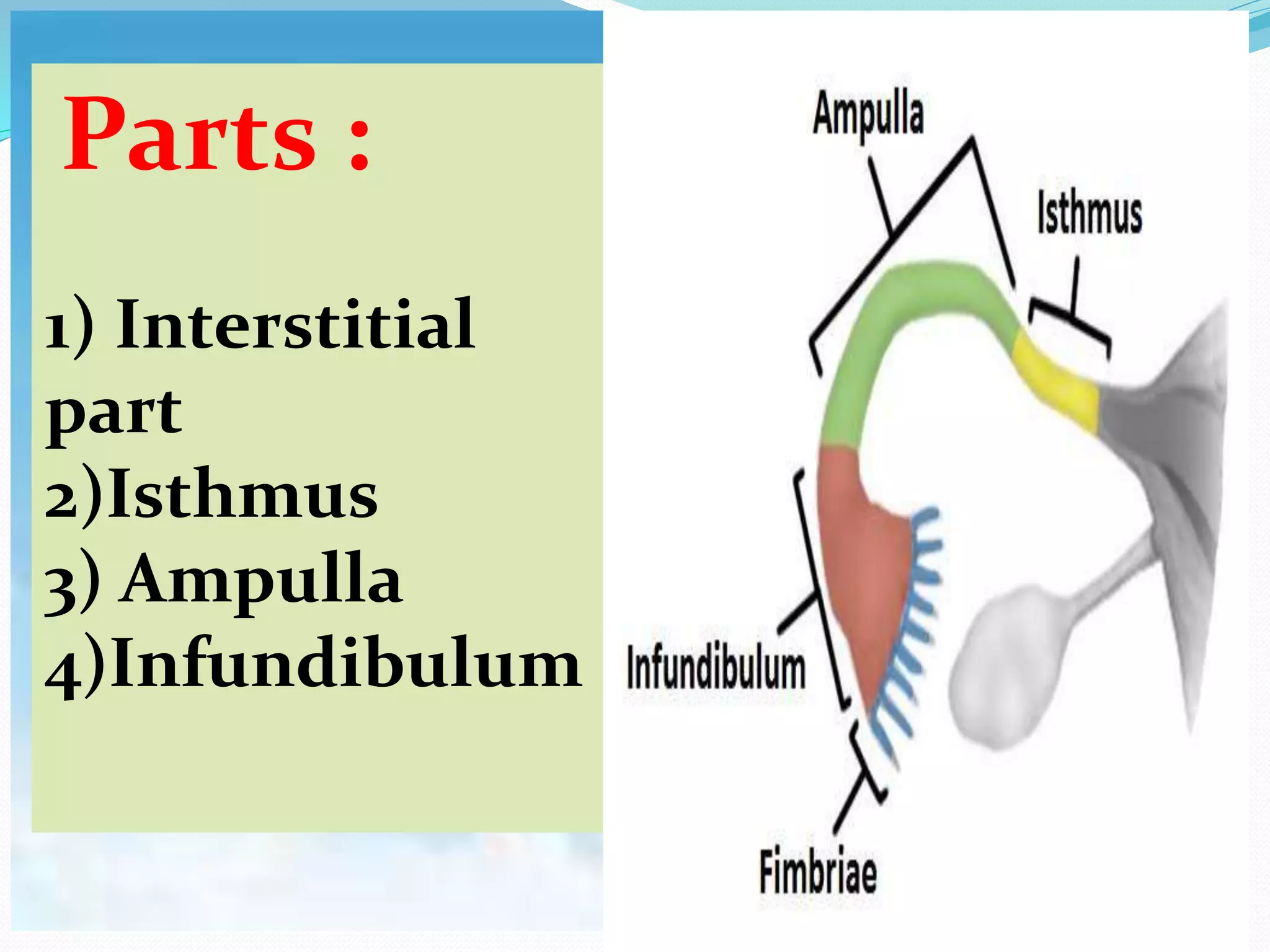 Female reproductive system | PPTX