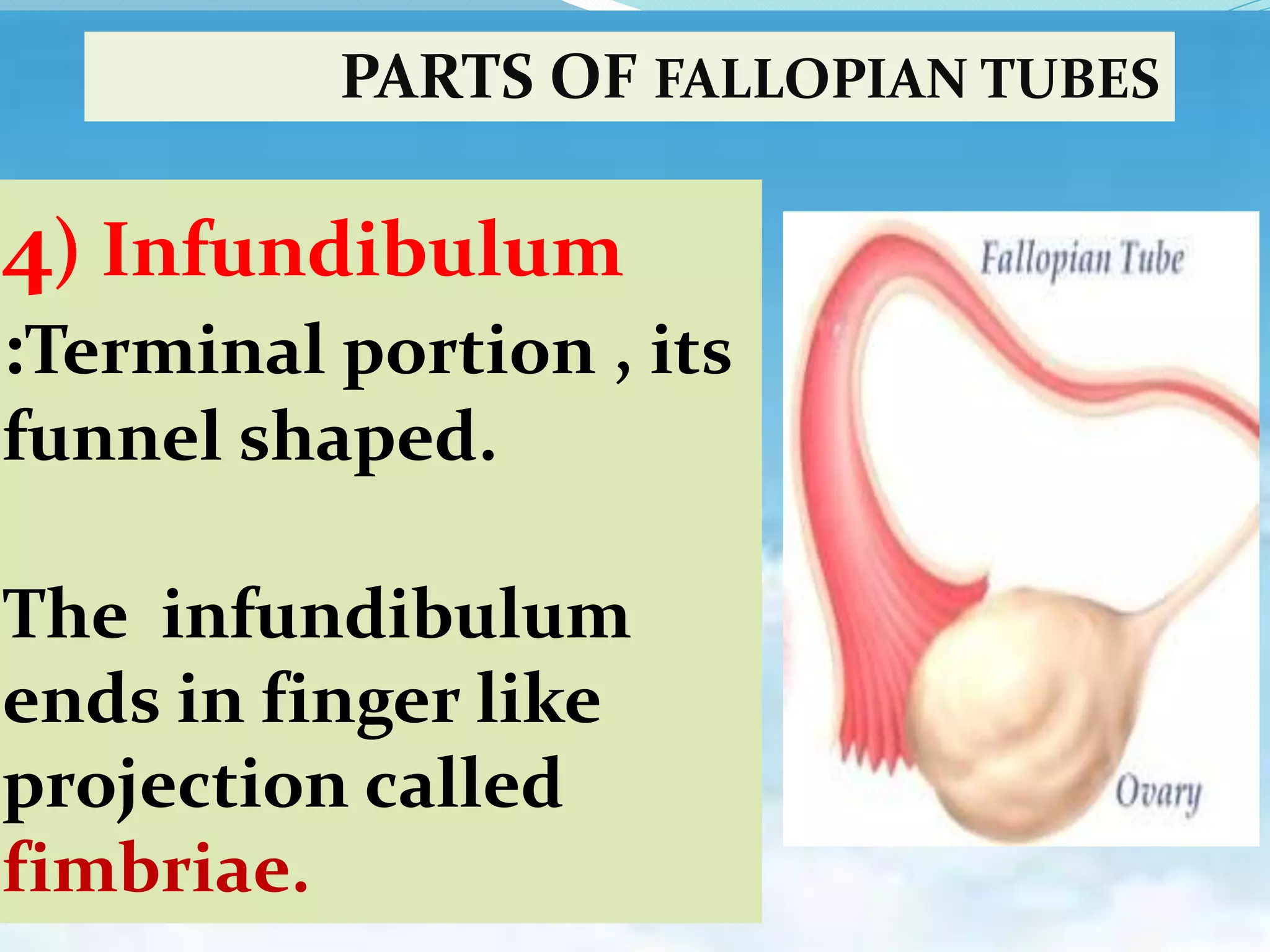 Female reproductive system | PPTX