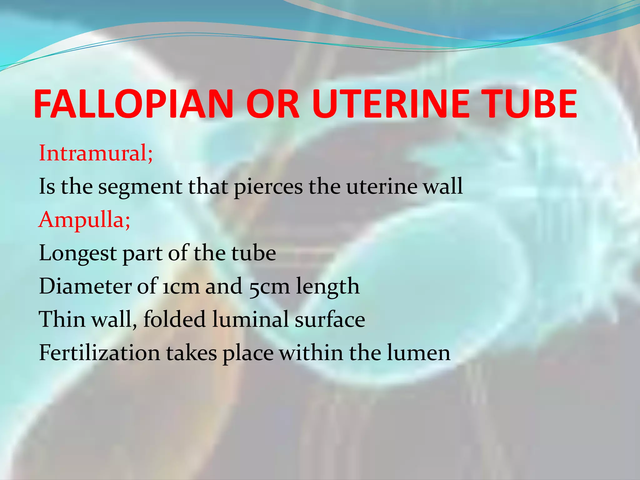 Female reproductive system | PPTX