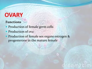 Female reproductive system | PPTX