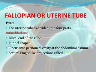 Female reproductive system | PPT