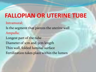 Female reproductive system | PPT