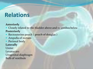 Female reproductive system | PPTX