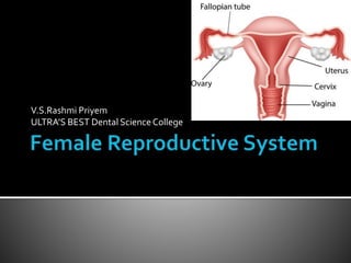 Female Reproductive System | PPT