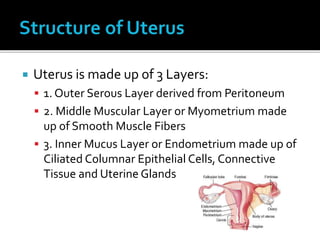 Female Reproductive System | PPTX