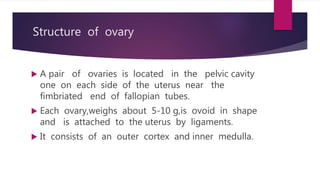 Female reproductive system | PPTX