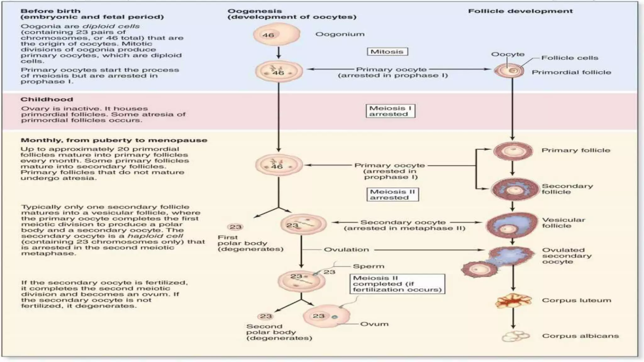 Female reproductive system 2 (Histology of Ovary, Oogenesis ...