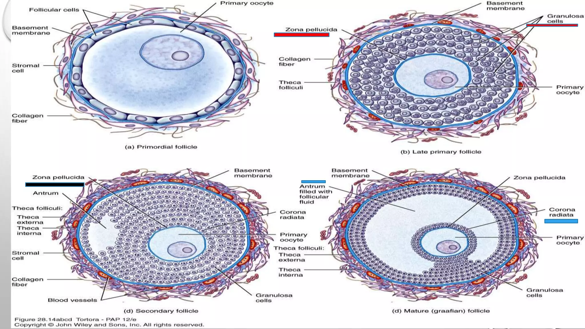 Female reproductive system 2 (Histology of Ovary, Oogenesis ...