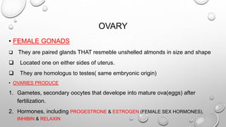 Female reproductive system 2 (Histology of Ovary, Oogenesis ...