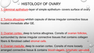 Female reproductive system 2 (Histology of Ovary, Oogenesis ...