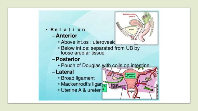 Female reproductive system | PPTX