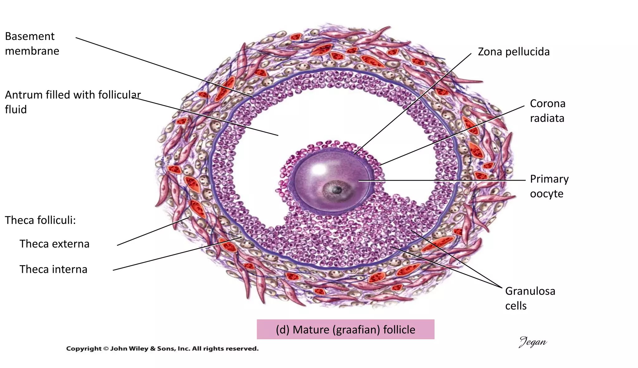 Female Reproductive system | PDF