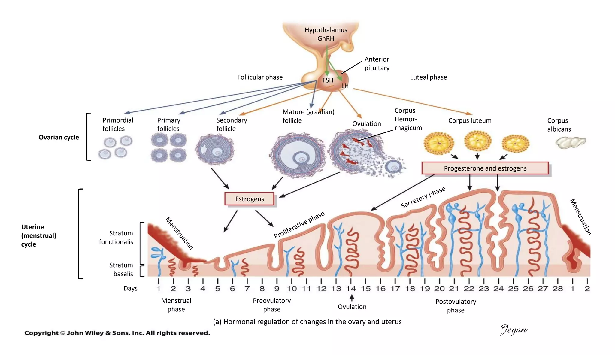 Female Reproductive system | PDF