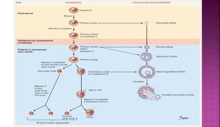 Female Reproductive system | PDF
