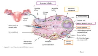 Female Reproductive system | PDF