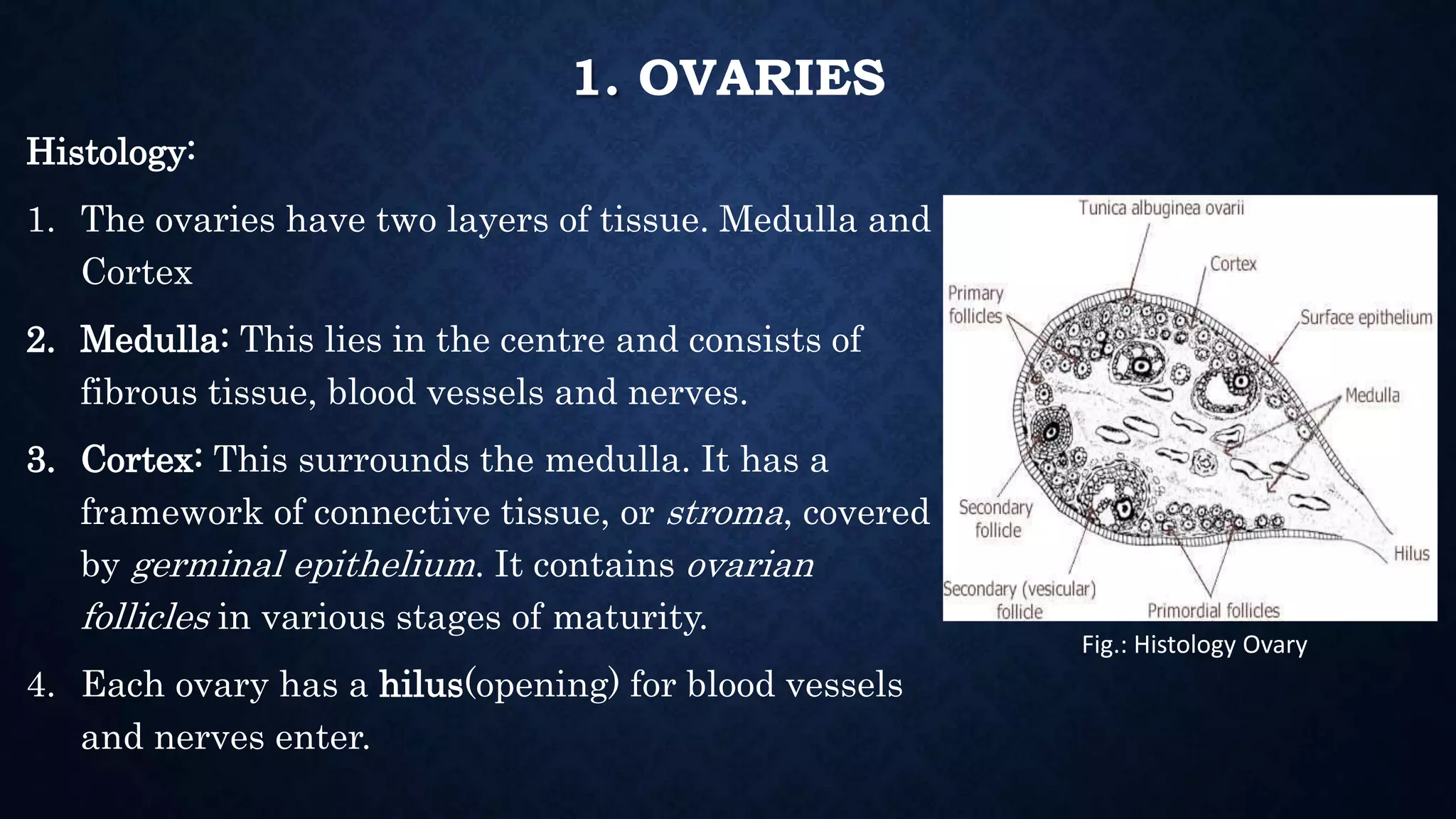 Female reproductive system | PPTX