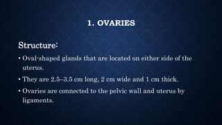 Female reproductive system | PPTX