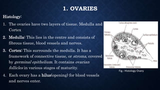 Female reproductive system | PPTX