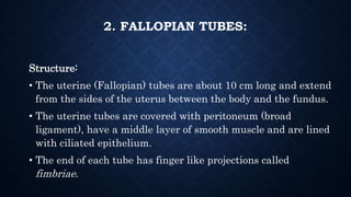 Female reproductive system | PPTX