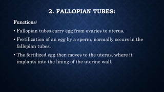 Female reproductive system | PPTX
