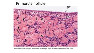 Female reproductive system | PPT