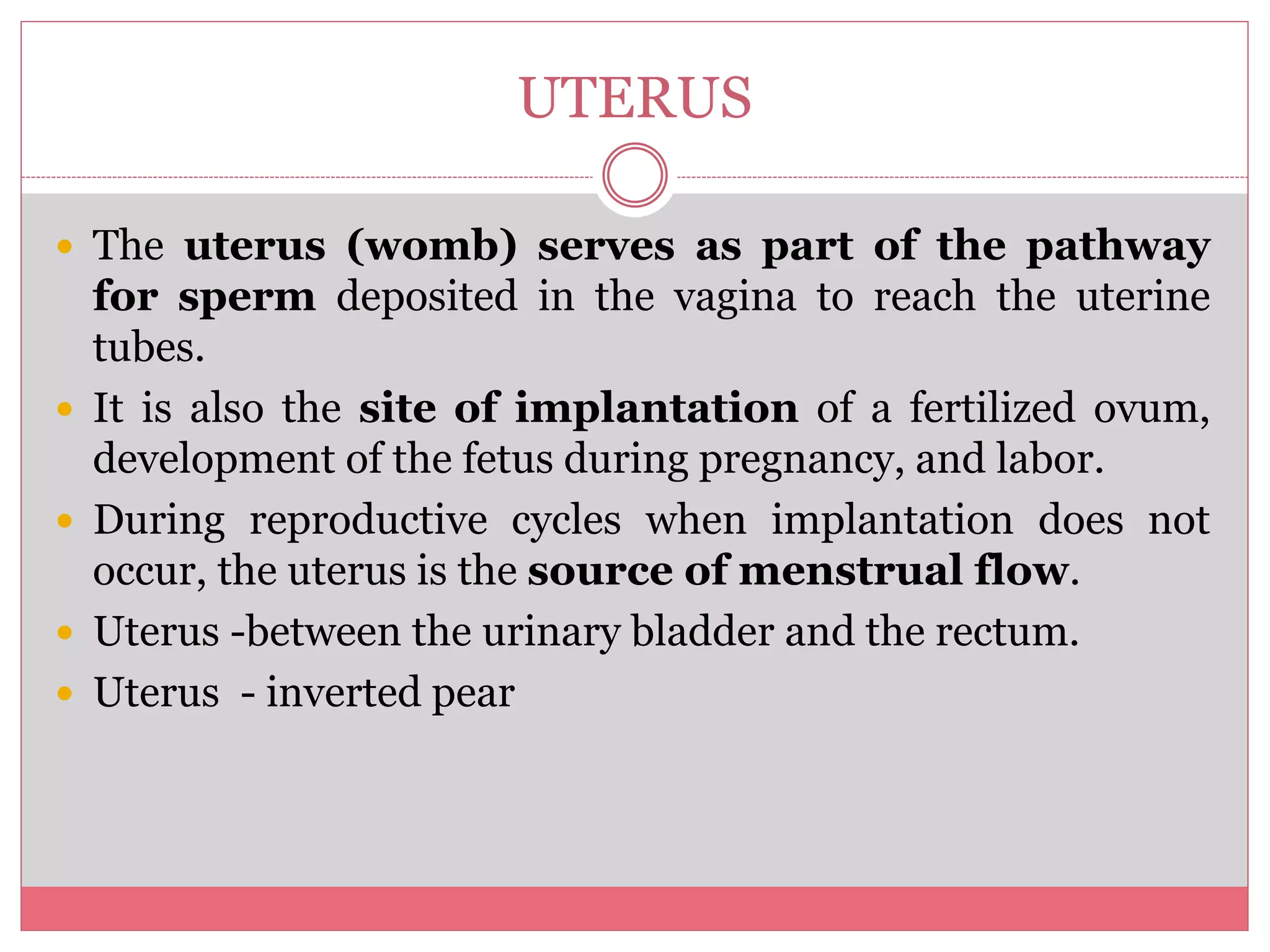 Female reproductive system | PPTX