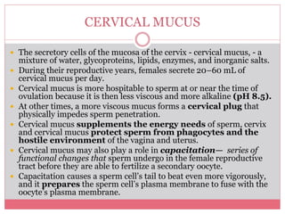 Female reproductive system | PPTX